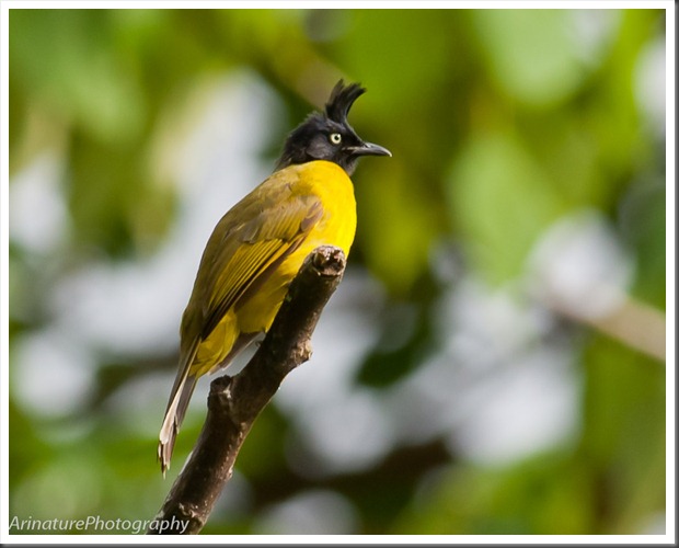 Naturalist Photography: Bulbul of Malaysia Part 4